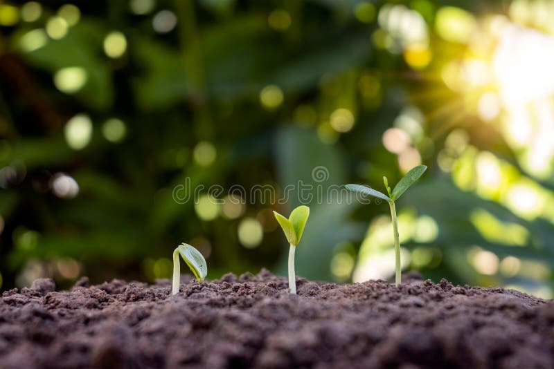 The Growth and Development of Plants or Trees Growing from the Soil on ...