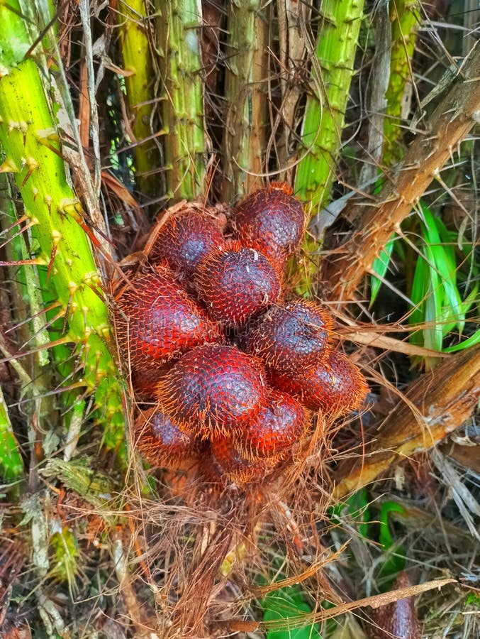 Growth and Development of Salak Fruit. Stock Image - Image of tree ...
