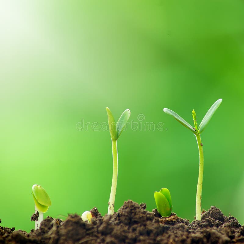 Growth of green plants. stock photo. Image of green, progress - 58060780