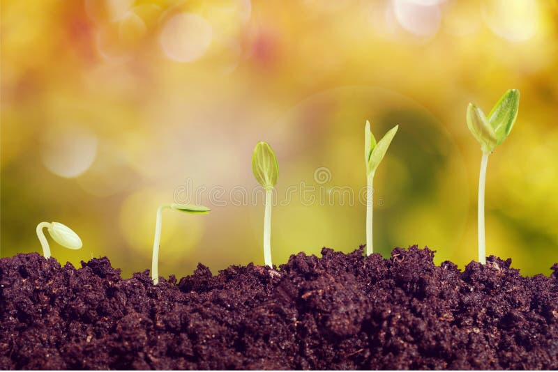 Seed Growth stock image. Image of multiple, emergence - 61562923