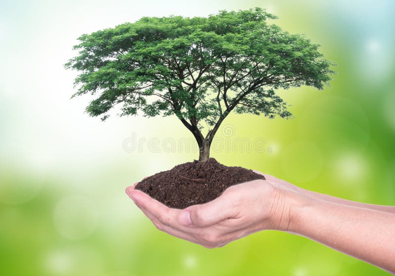 Growth stock image. Image of bank, beginning, ecosystem - 58049477