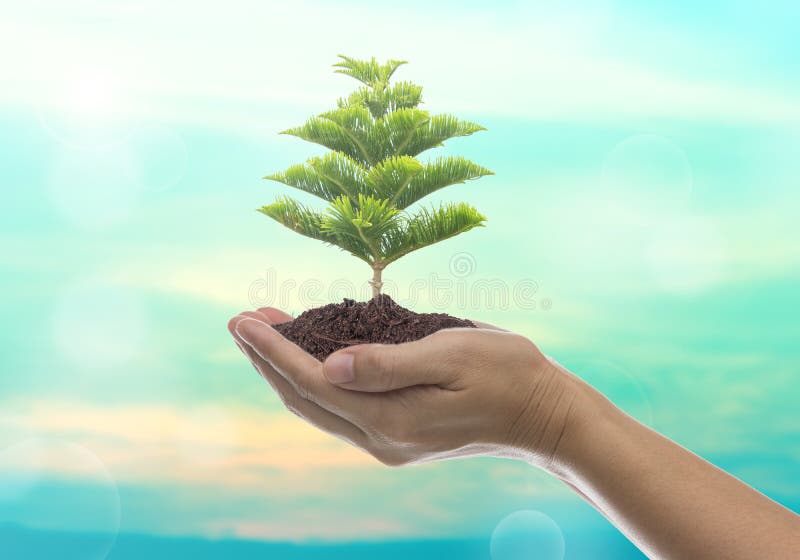 Growth stock image. Image of natural, ecosystem, bank - 69643615