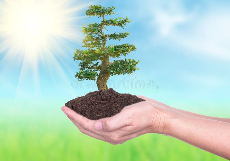 Growth stock photo. Image of conservation, beginning - 63583748