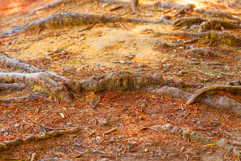 Growth of Large Tree Roots Spreading on the Ground Stock Photo - Image ...