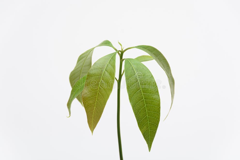 The Growth of the Mango Plant, Close-up on a White Background Stock ...