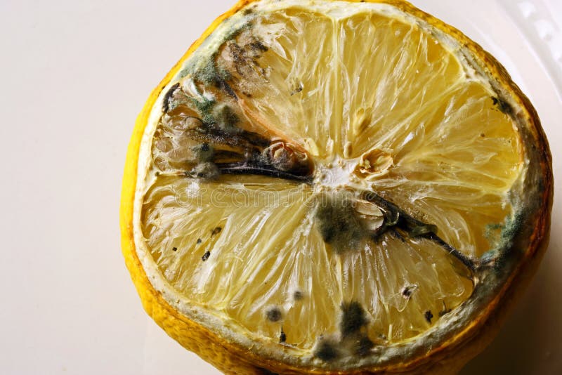 GROWTH of MOLD on HALF a LEMON GONE BAD Stock Image - Image of mold ...