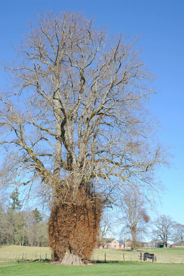 Abnormal tree growth stock photo. Image of interesting - 55830162