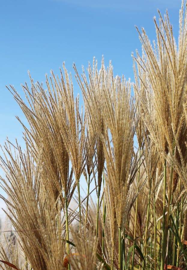 Chinese silver grass stock image. Image of plant, sear - 129012167