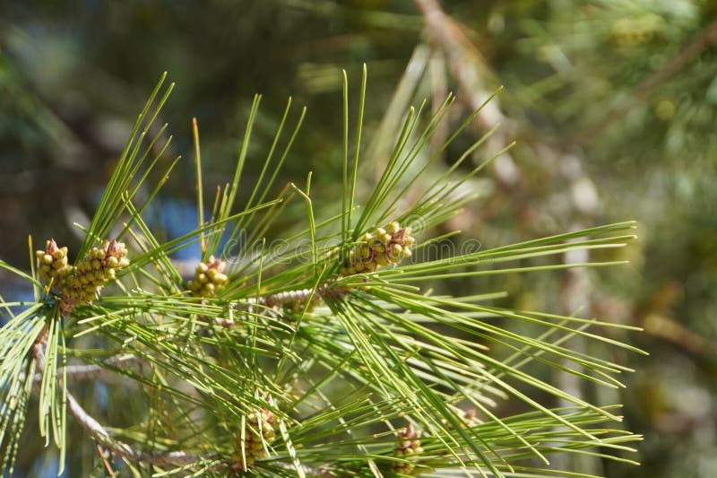 Growth of a pine stock photo. Image of botany, frost - 366957274
