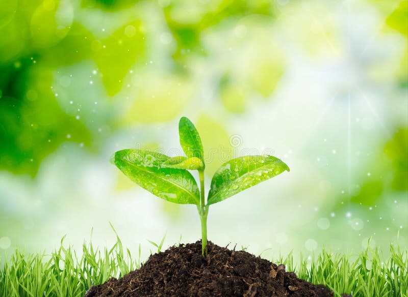 Growth stock photo. Image of reforestation, background - 63108020