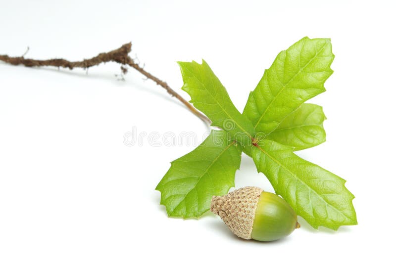 Growth Potential stock photo. Image of autumn, growth - 1402246