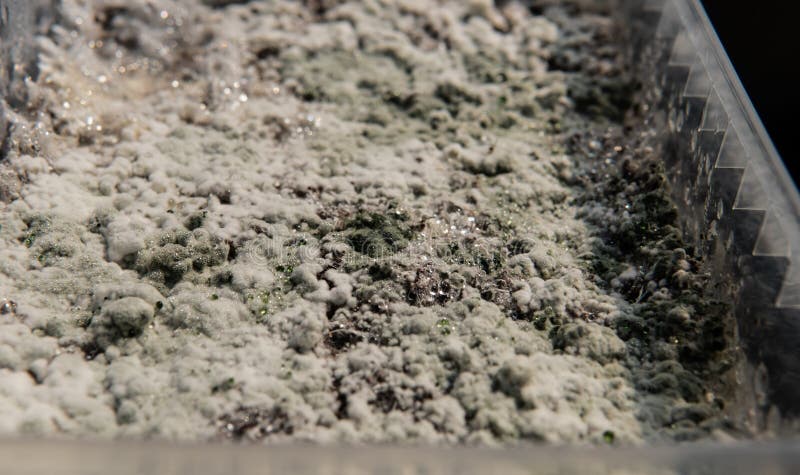 Growth of Psilocybin Fungi, Problems with Mycelial Disease Stock Image ...