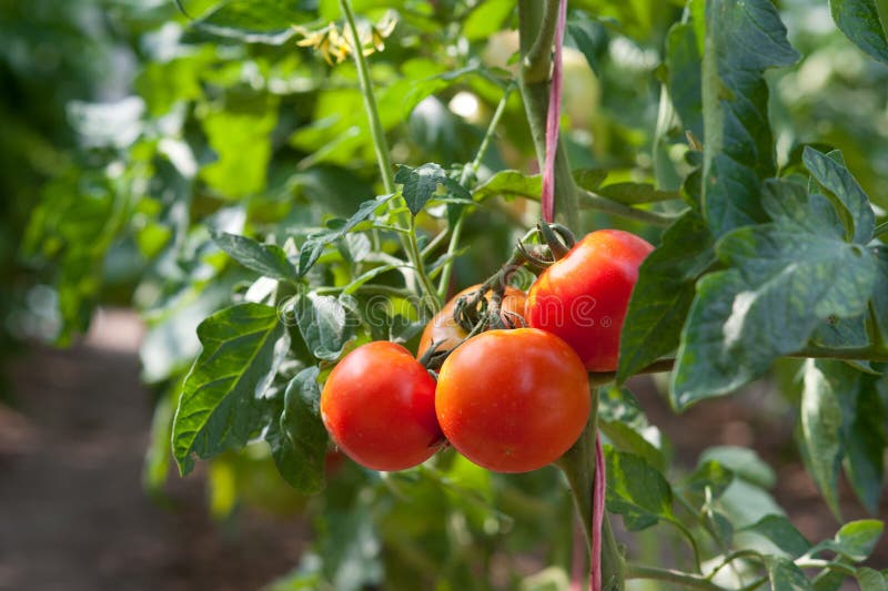 Beautiful Big Red Ribbed Tomato Grows on Bush Stock Image - Image of ...