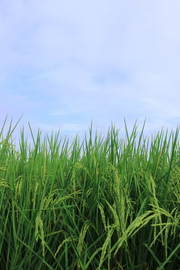 Growth rice with blue sky stock photo. Image of field - 230201842