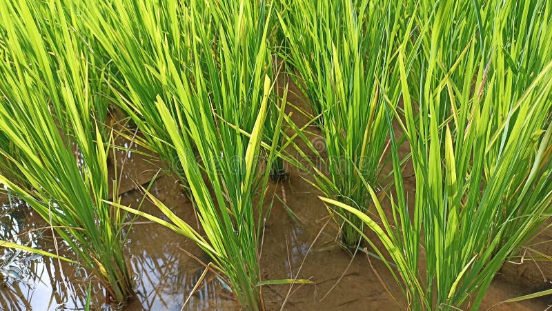 Growth Rice Plant in Ricefield Stock Photo - Image of herb, plant ...