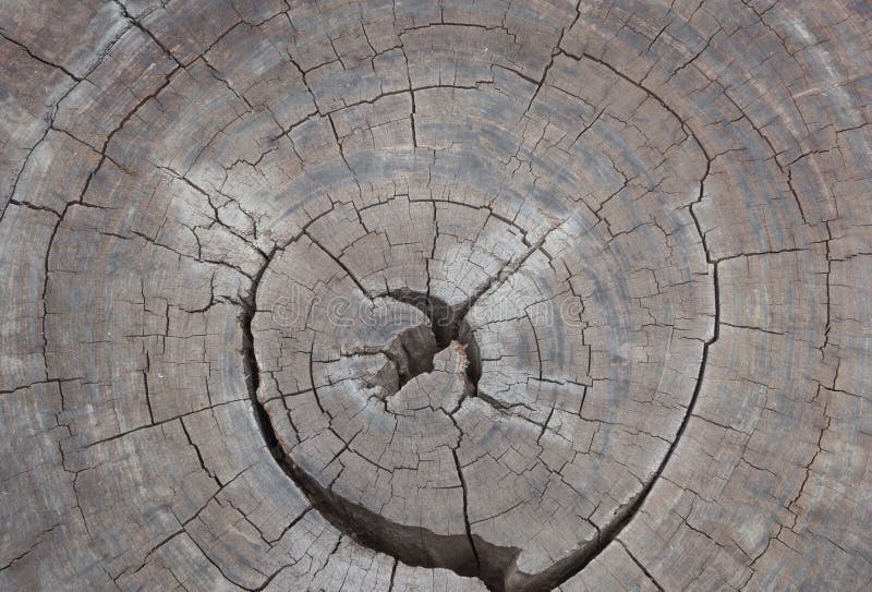 The growth ring stock image. Image of environment, weather - 178641063
