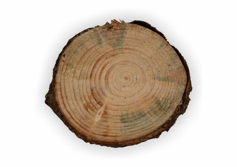 Growth Ring of the European Spruce Stock Photo - Image of tree, abies ...