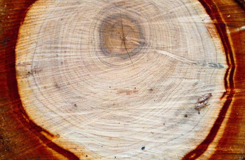 Growth rings stock image. Image of plain, concentric - 12540637