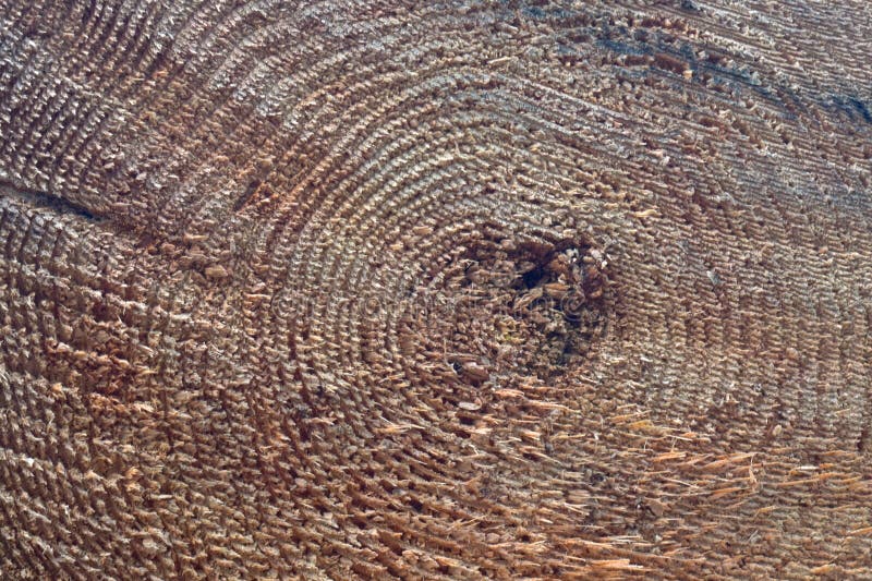 Growth Rings in Douglas Fir Log Stock Image - Image of growth, wood ...
