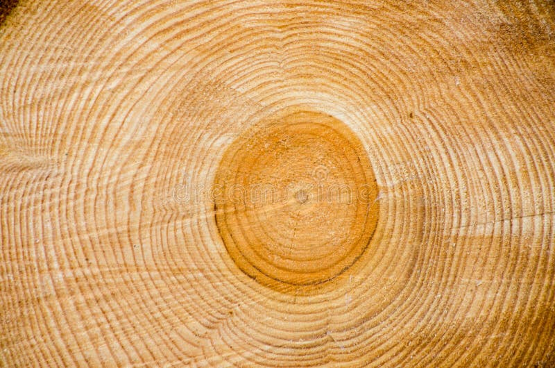 Rings on a Freshly Cut Tree Trunk Stock Photo - Image of lumber ...