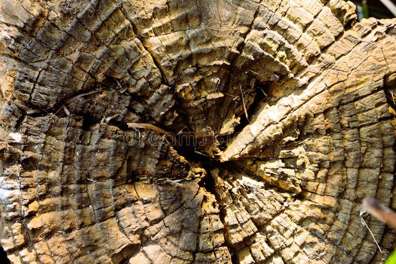 The Growth Rings on an Old Stamp of a Tree that Has Seen Better Days ...