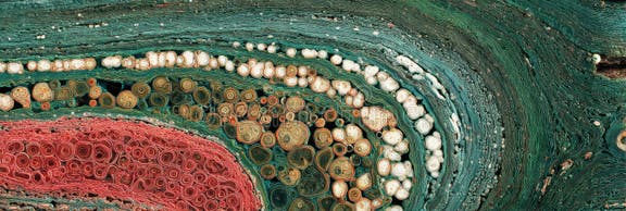 Growth Rings Represent Neural Structures in a Cross-Section of the ...