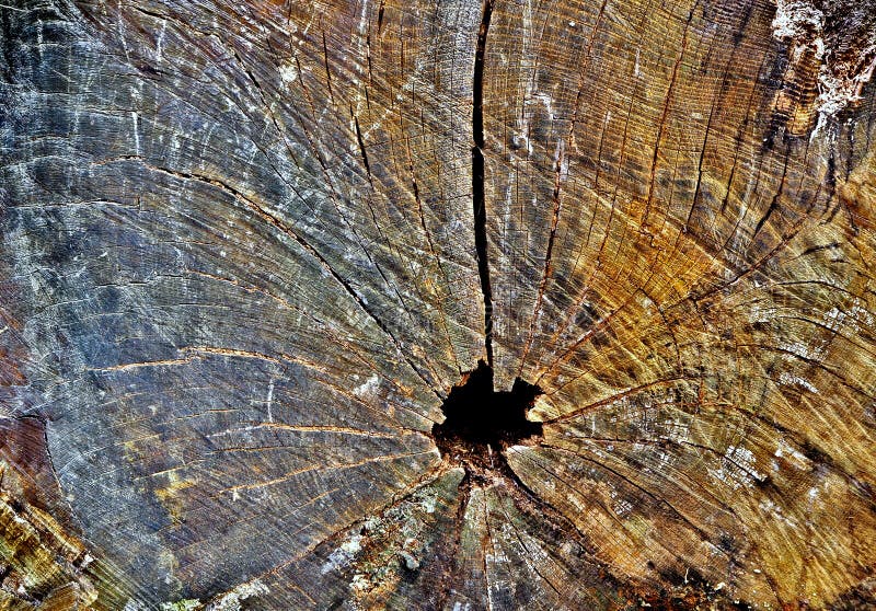 Growth Rings and Saw Marks Seen on a Cut Tree Trunk Stock Image - Image ...