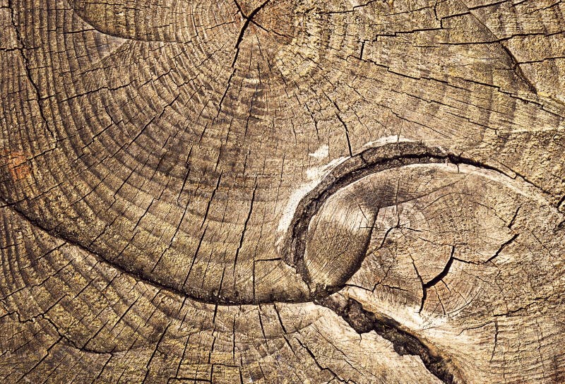 Growth Rings Sawing Tree Stump Stock Photo - Image of background ...