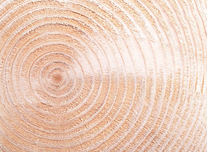 1,785 Xylem Stock Photos - Free & Royalty-Free Stock Photos from Dreamstime