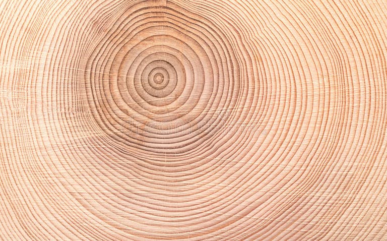 Growth Rings of a Spruce Tree, Horizontal Cut, Showing Annual Rings ...