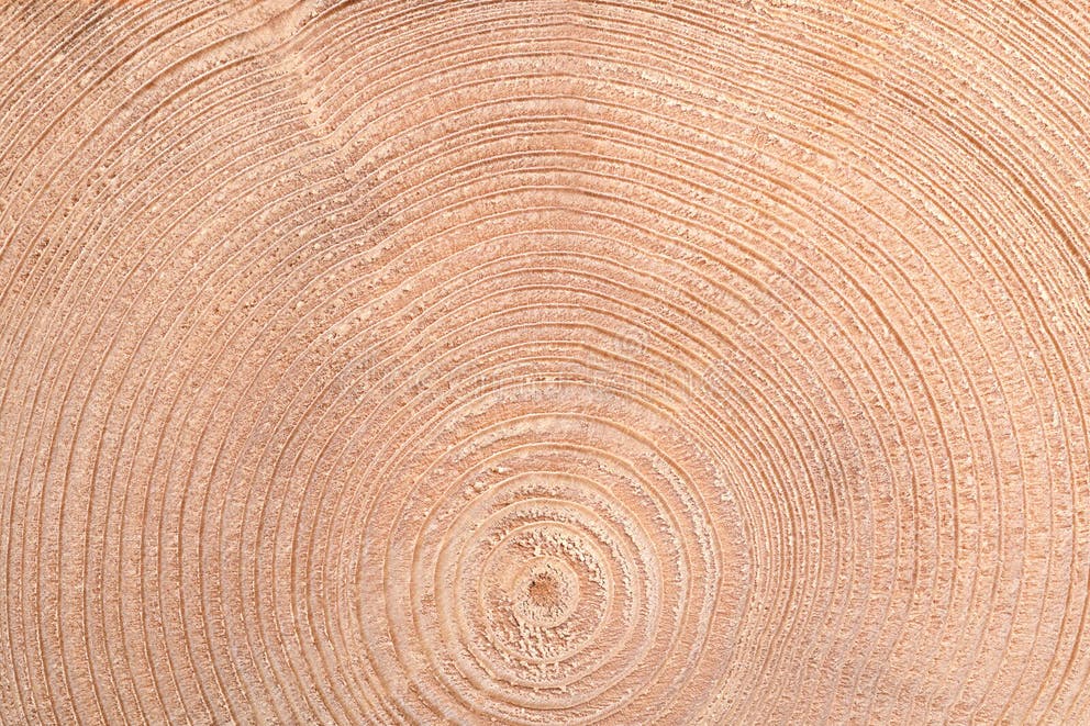 Growth Rings, Annual or Tree Rings of a Spruce Tree Stock Photo - Image ...