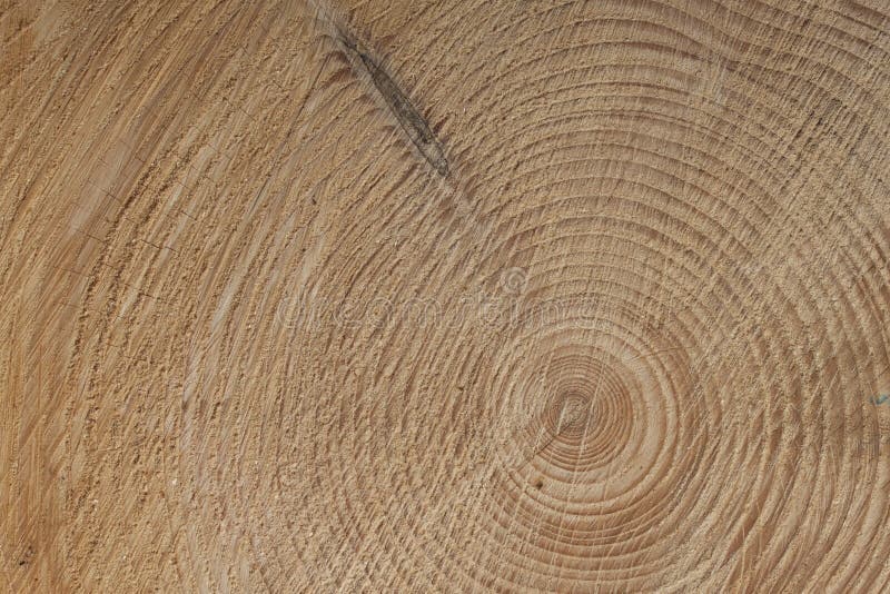 Spruce Wood With Tree-rings Stock Photo - Image of spruce, timber: 26081904