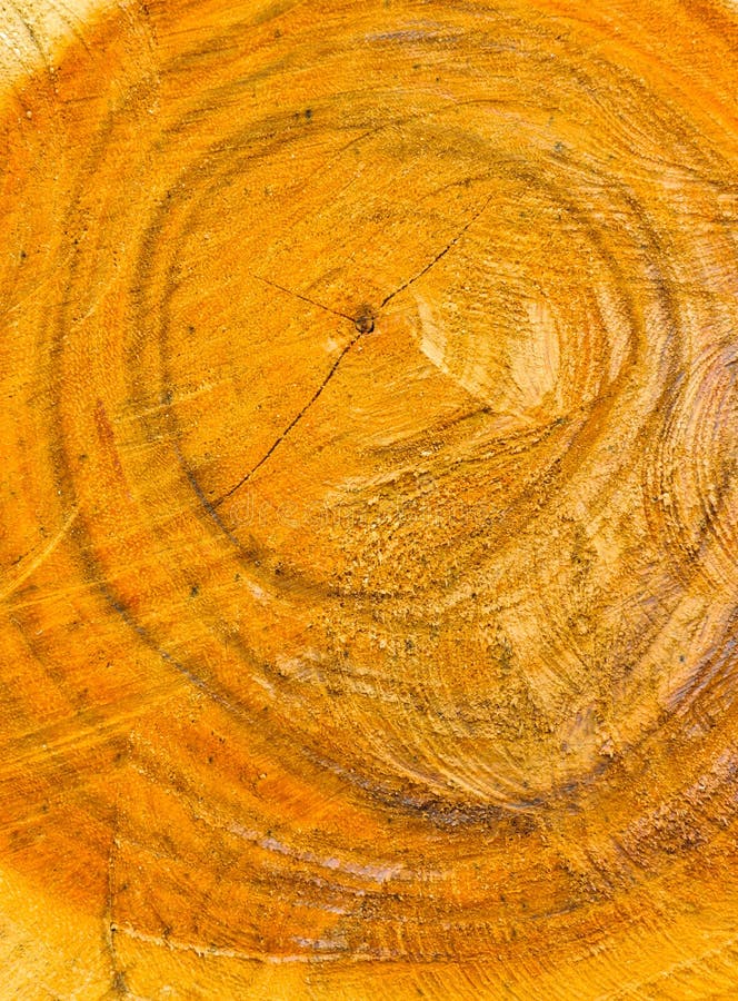 Growth rings of a tree stock image. Image of tree, wood - 25617115