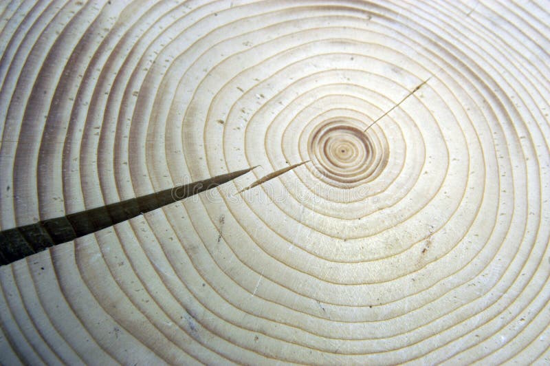 Growth Rings - Tree Rings - Annual Rings Stock Photo - Image of ...