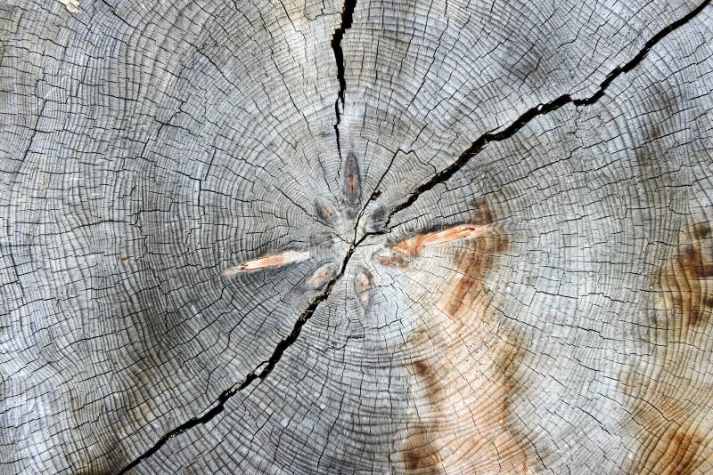 The Growth Rings of a Tree Full Frame Stock Image - Image of nature ...