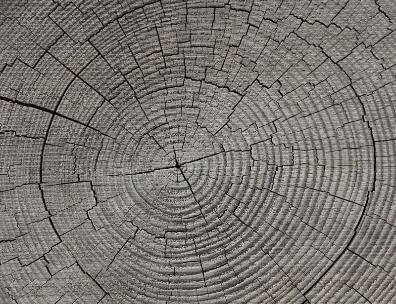 Tree Rings stock photo. Image of close, conservation - 31490294