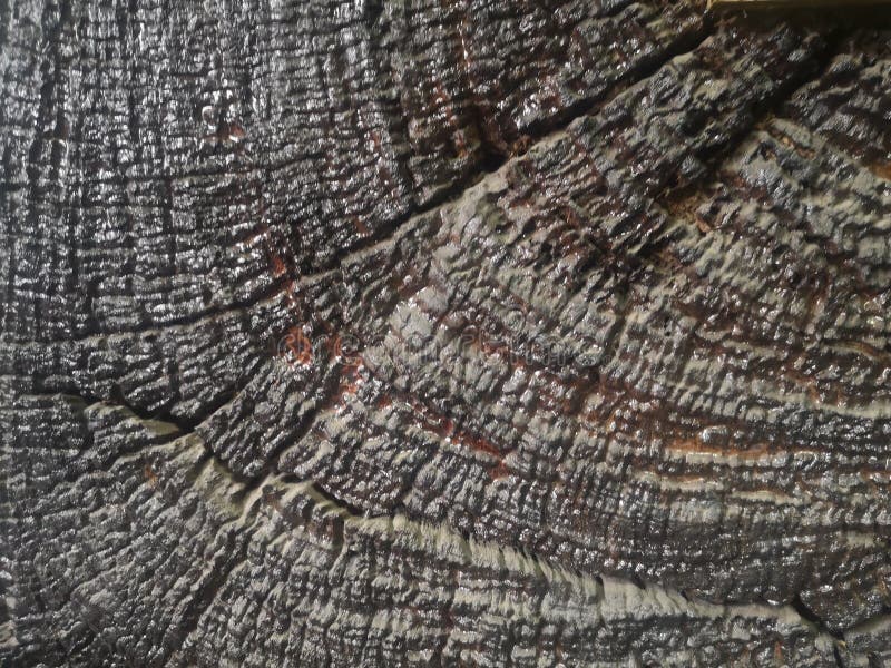 Large Trees that are Several Hundred Years Old Often Have Growth Rings ...