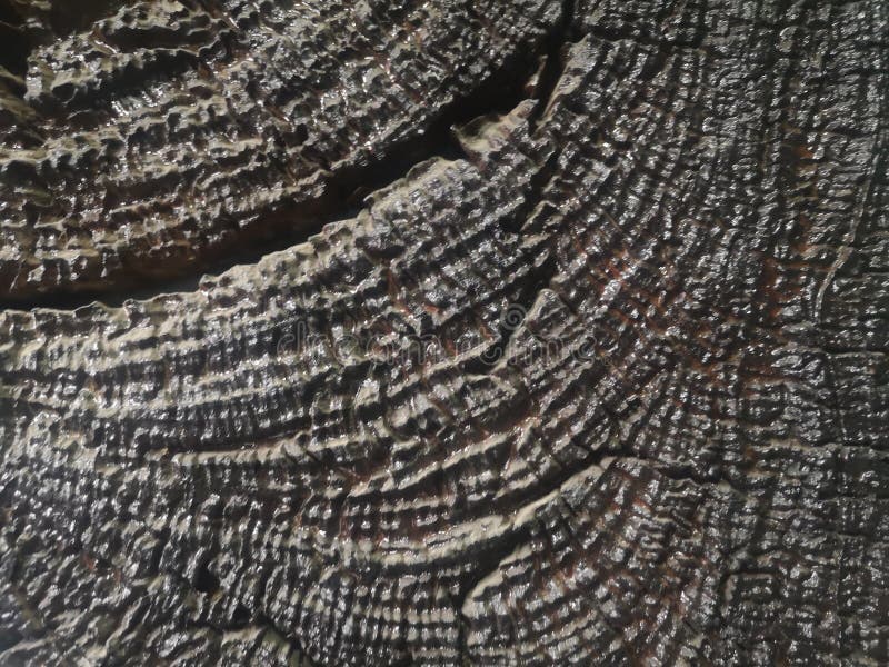 Large Trees that are Several Hundred Years Old Often Have Growth Rings ...
