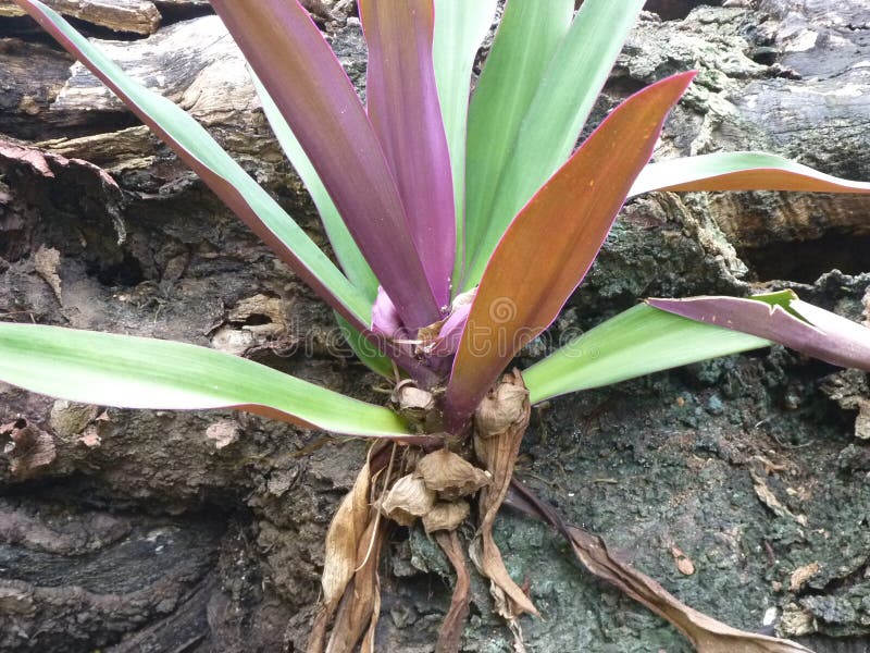 Growth on the rocks stock photo. Image of caribbean, growth - 74011776