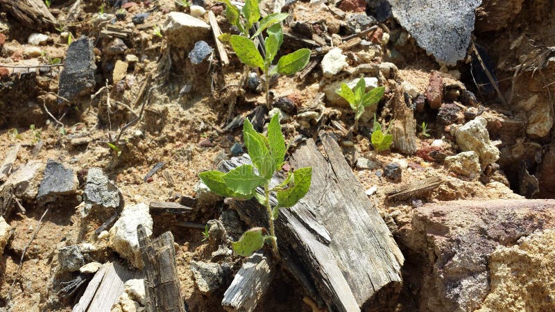 Growth in rubble stock image. Image of field, science - 74012879