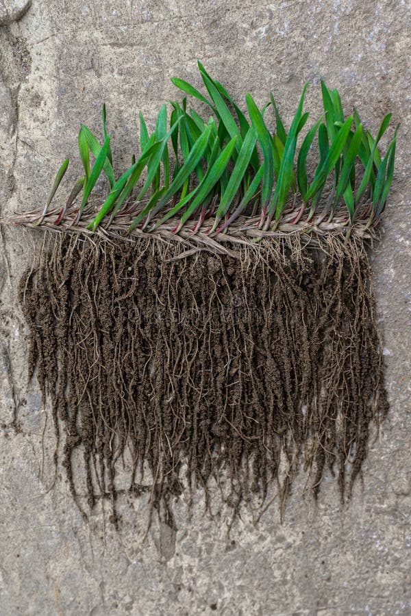 Growth Rye Spikelet Stone Stock Photos - Free & Royalty-Free Stock ...