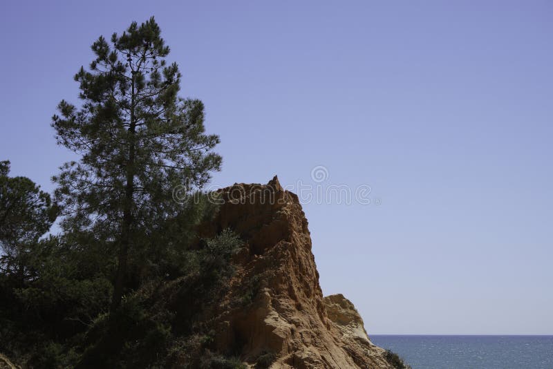 Growth on a Sandy Cliff, Vegetation of Robust Plants Stock Photo ...