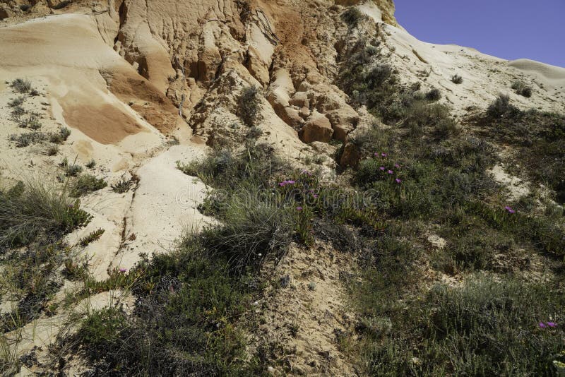 Growth on a Sandy Cliff, Vegetation of Robust Plants Stock Photo ...