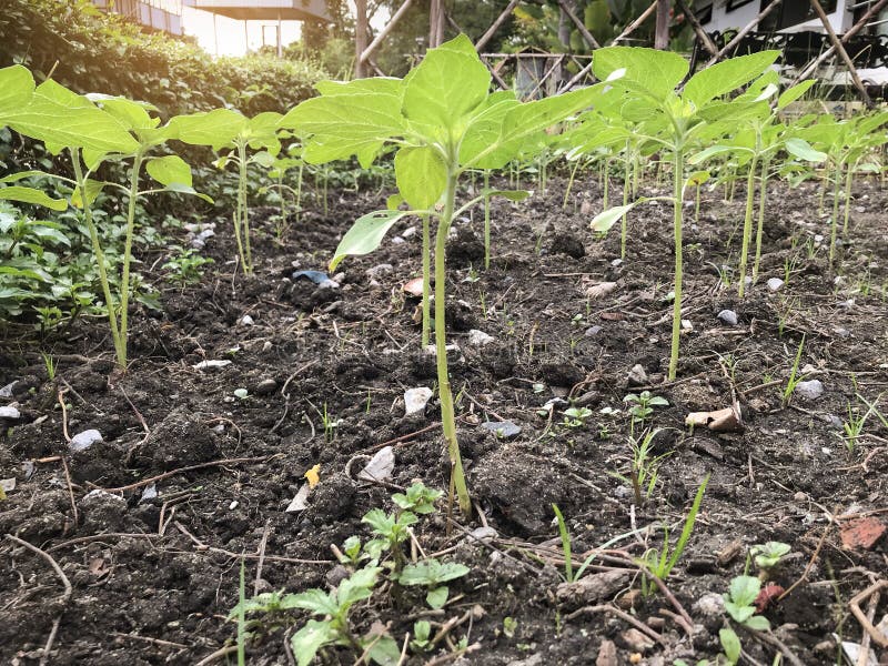 A Sapling of a Young Tree, Planted on the Green Lawn of the City. Stock ...