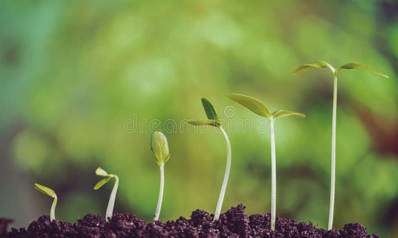 Seed Growth stock image. Image of multiple, emergence - 61562923