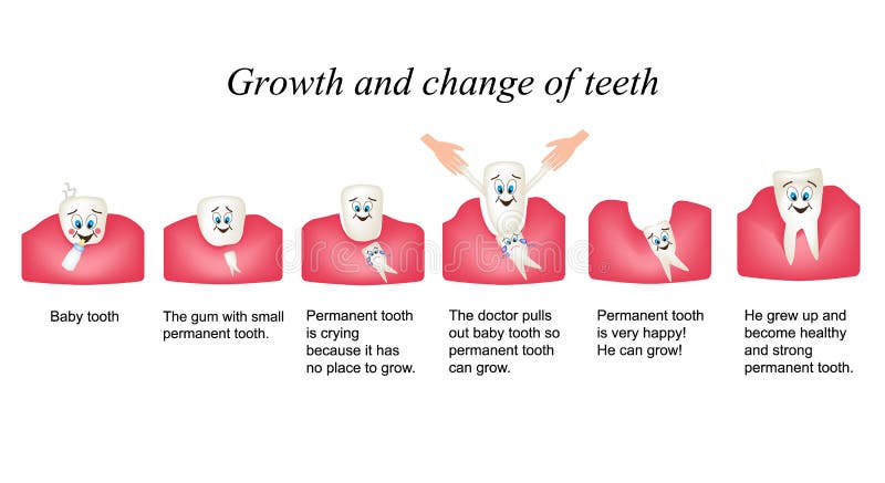 Growth And Shift Teeth In Humans. Stages Of Development Of Teeth ...
