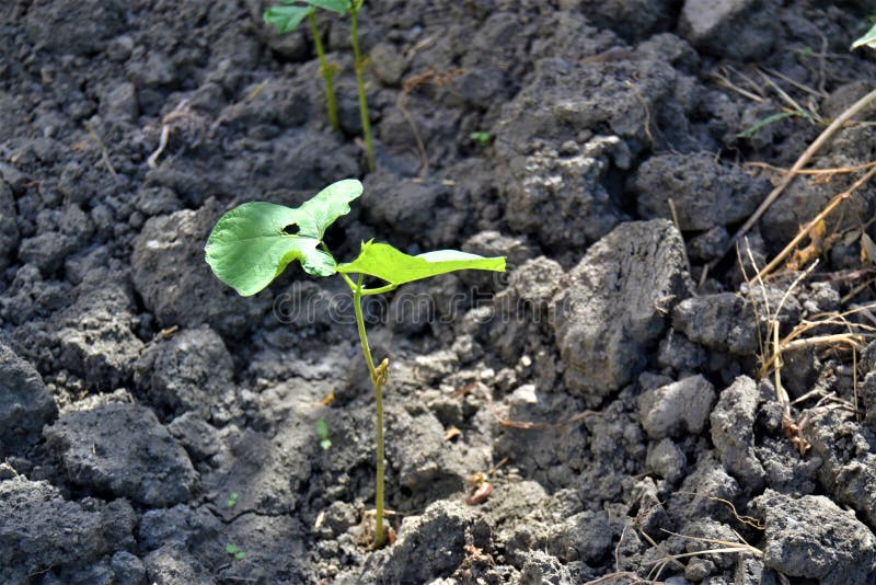 Small Green Sapling and Black Soil Stock Image - Image of fresh, flavor ...