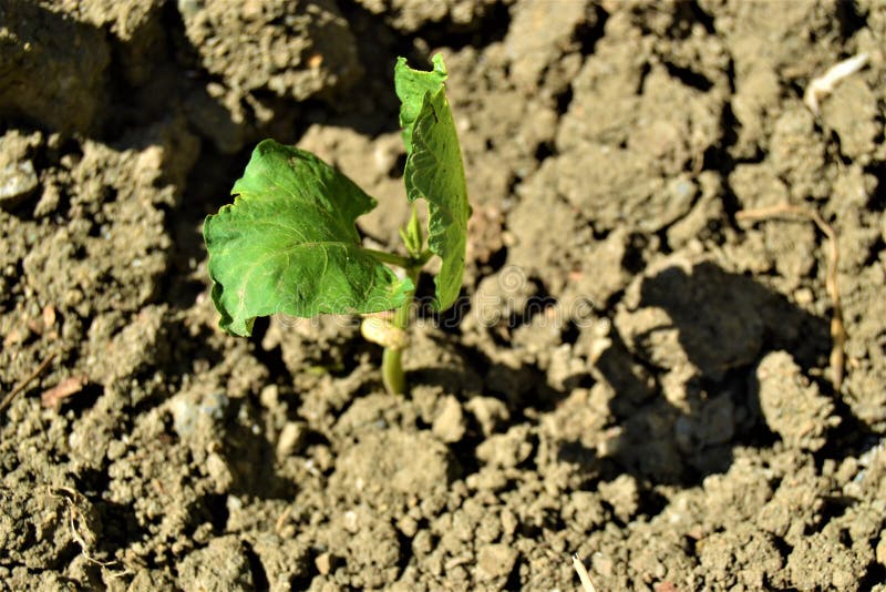 Small Green Sapling and Black Soil Stock Image - Image of grow, farming ...