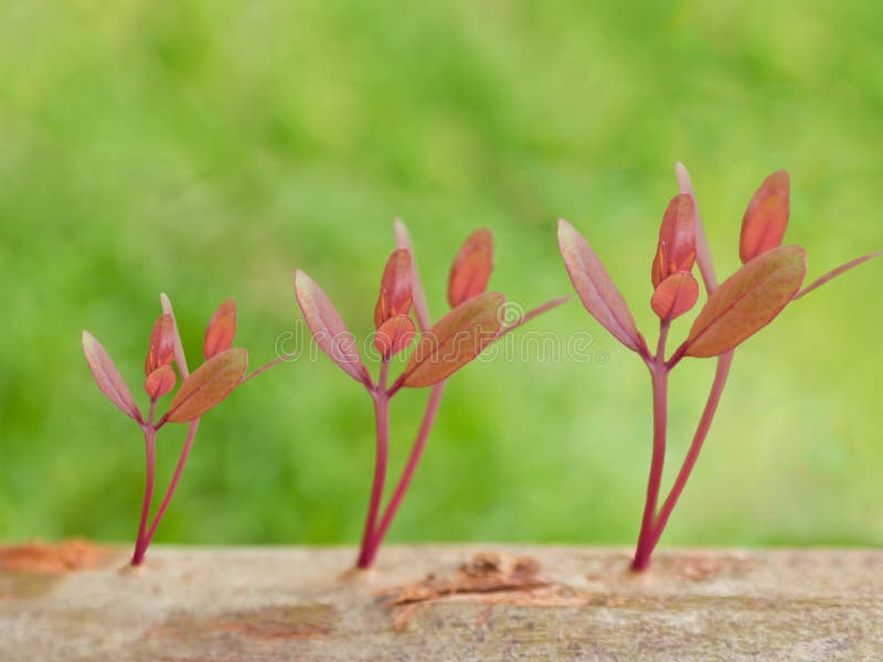 Growth of a Small Tree on Stem Stock Image - Image of life, leaf: 25984635
