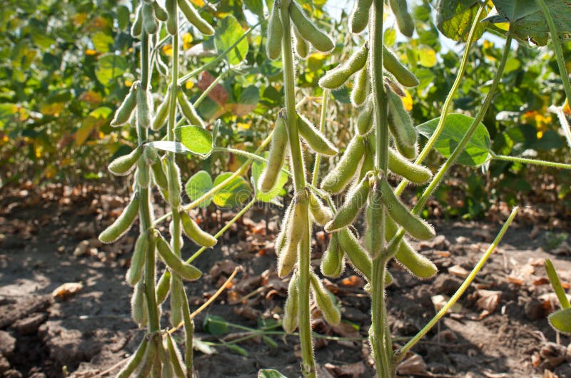 Adzuki Bean Pods, Vigna Angularis Stock Image - Image of edible, bean ...